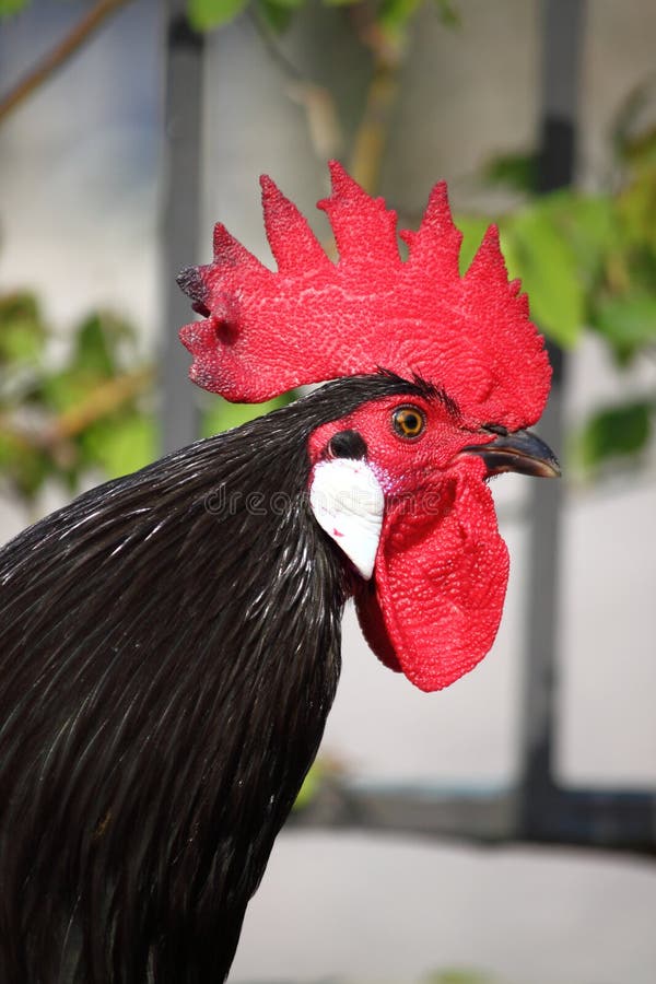 Red Combed Rooster stock photo. Image of rooster, winged - 24099160