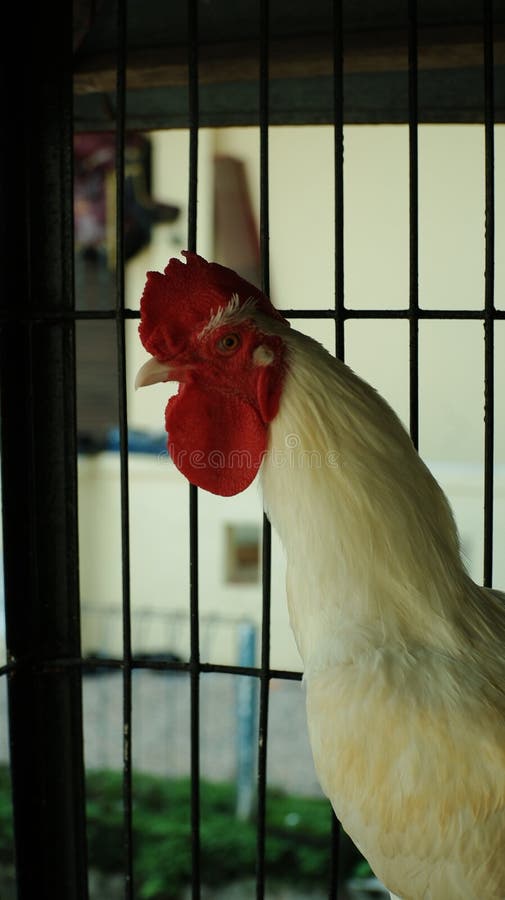 Red Combed Rooster with White Feathers in a Cage Stock Image - Image of ...