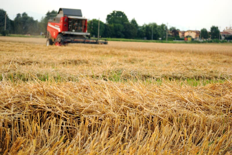 Red combine harvester stock image. Image of harvest, gold - 32074331