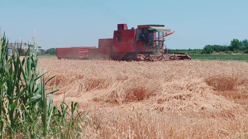 Red Combine Harvesting Wheat Stock Video - Video of farm, harvest ...