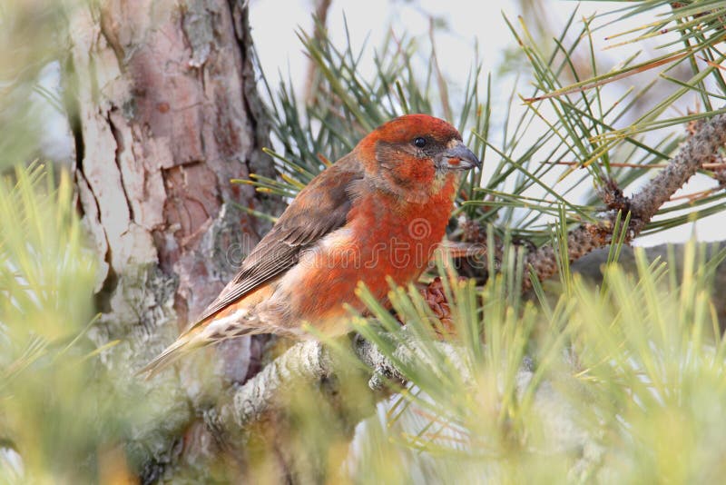 Bird - Red Crossbill stock photo. Image of wild, songbird - 7010470
