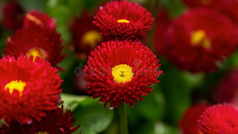Red Common Daisy Bellis Flowers in Summer Garden Stock Image - Image of ...
