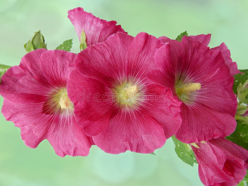 Red common hollyhock stock image. Image of hollyhock - 64158493
