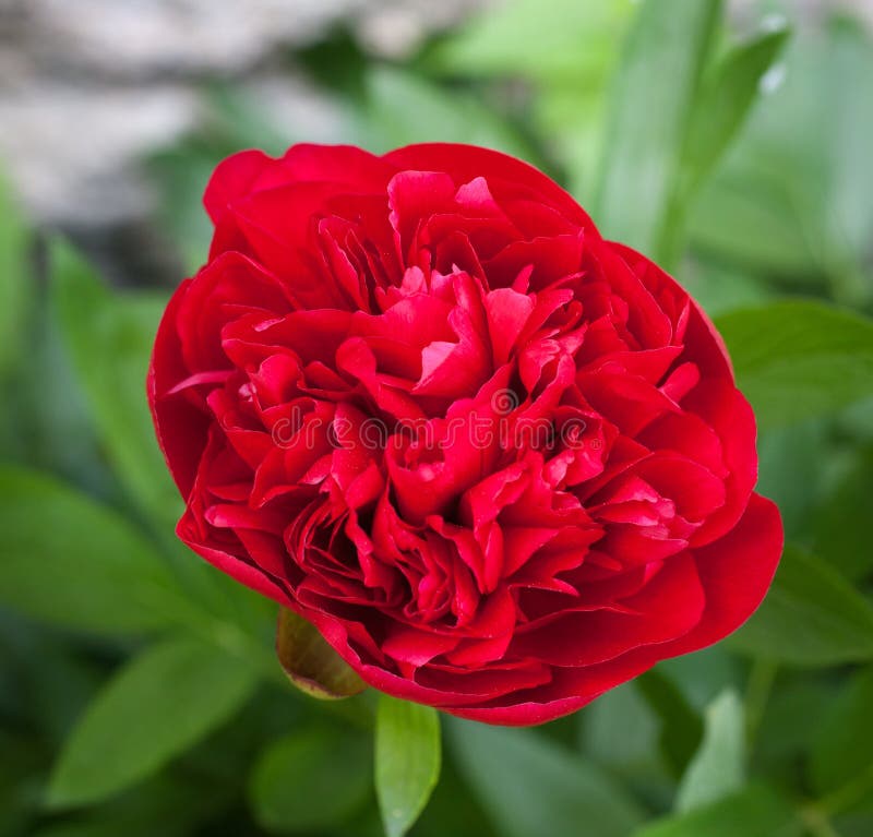 A red Common Peony flower stock photo. Image of garden - 183404630