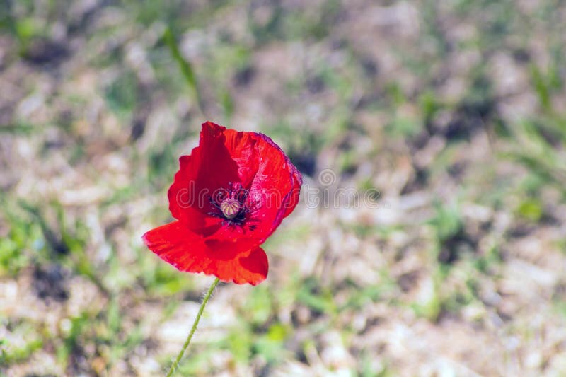 Red Common Poppy in Nature stock image. Image of beauty - 371126161