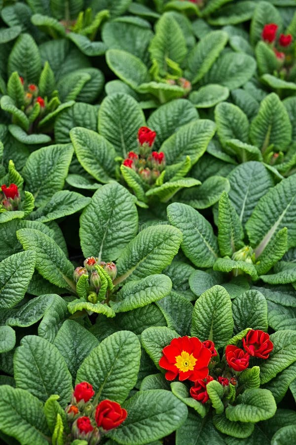 The Red Common Primrose Begins Its Spring Bloom Stock Image - Image of ...