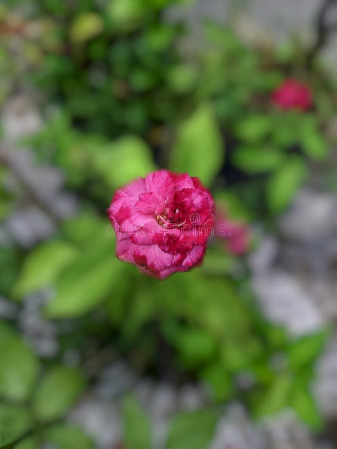 Red Common Rose in Natural Light Stock Photo - Image of blossom ...