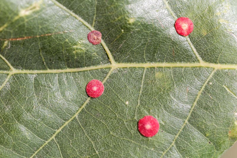 Common Spangle Gall Neuroterus Quercusbaccarum Oak Leaf Stock Photos ...