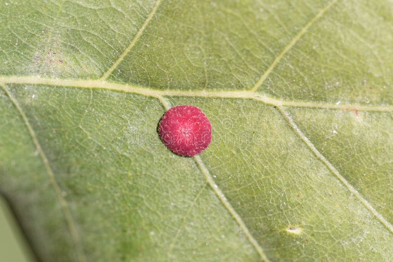 Red Common Spangle Gall of the Gall Wasp Neuroterus Quercusbaccarum ...