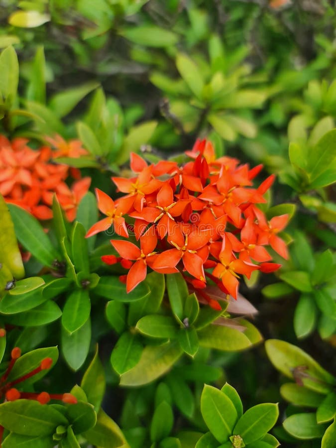 Red common wild flower stock photo. Image of wildflower - 200646136
