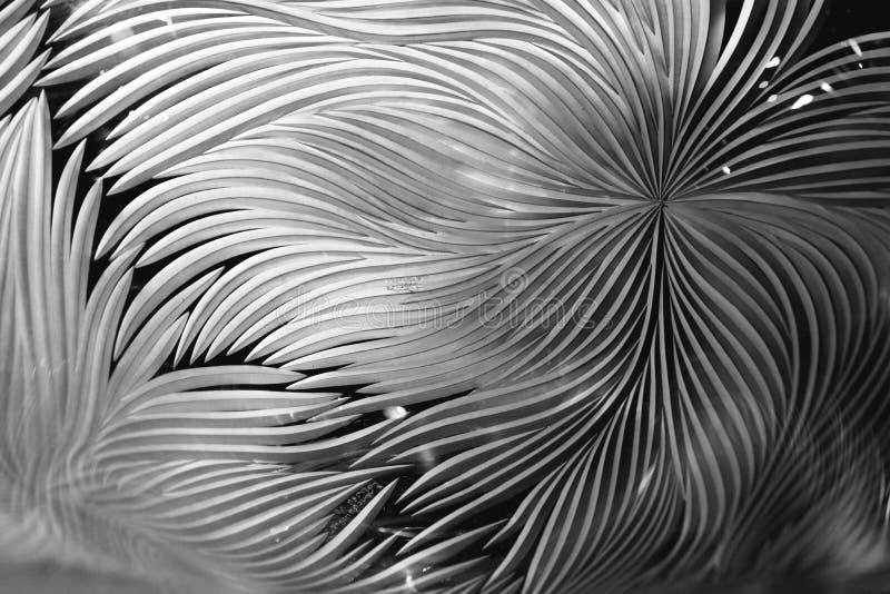 Red Composition of Multiple Directional Lines Editorial Image - Image ...