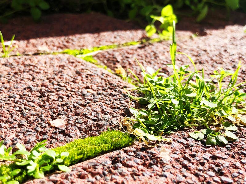 Red Concrete Pavement with Sprouting Green Grass through the Paving ...