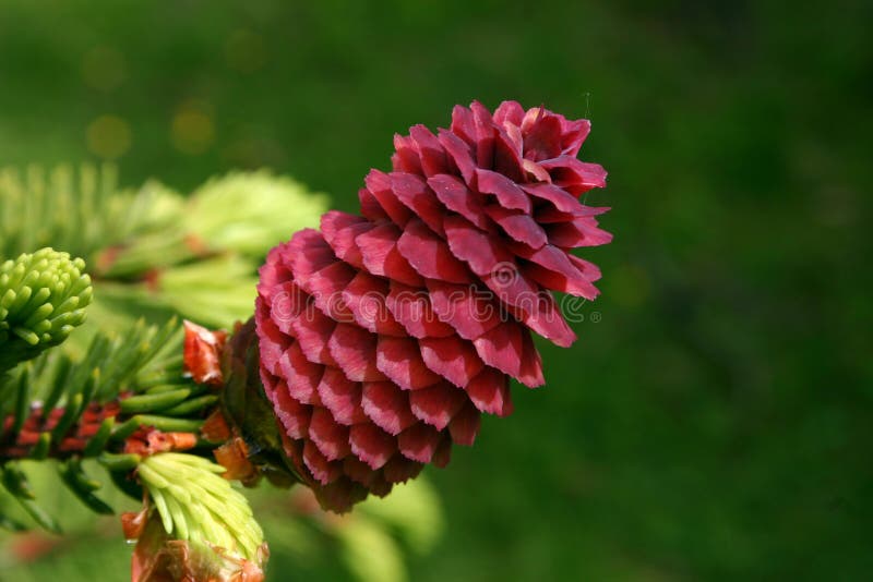 Red Cone Picture. Image: 121936