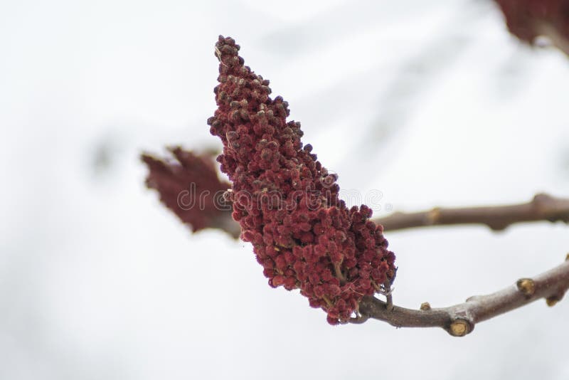 Red cone stock photo. Image of berries, nature, pine - 90210992