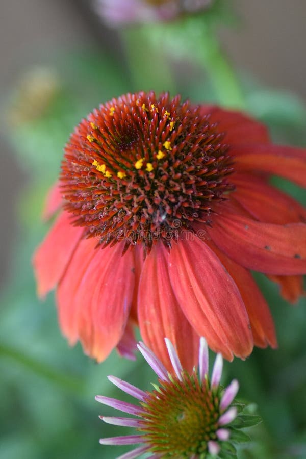 Red cone flower stock image. Image of petals, garden - 95013387