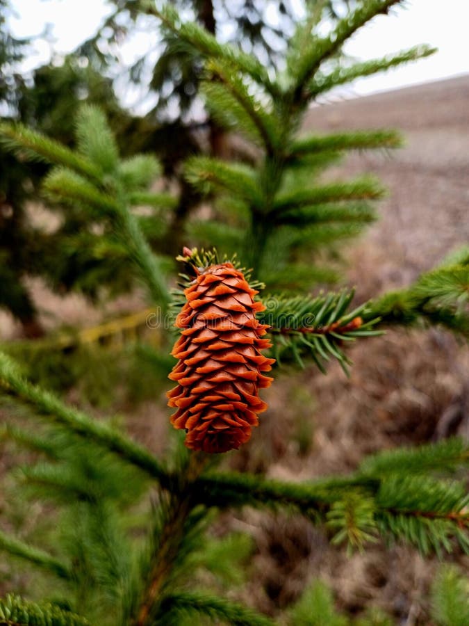 Cones in the forest stock image. Image of produce, forest - 308813763
