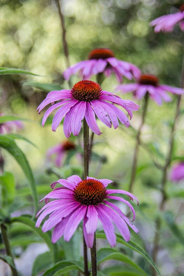 Red Cone Flower on Long Stems Stock Image - Image of herbs, plant ...