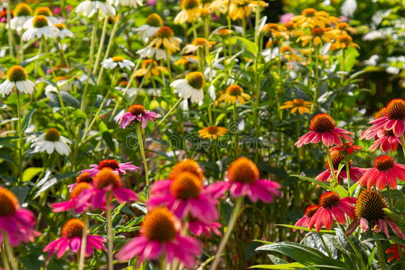 Red Coneflowers Echinacea with Blurry Multicolored Coneflowers in Front ...