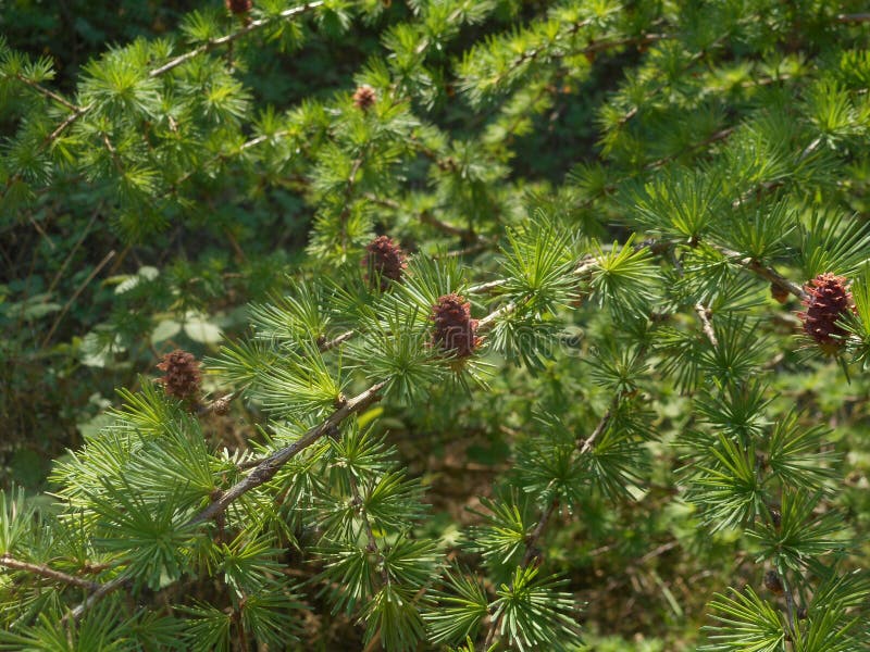 Red Cones of a Larch Tree in Spring Stock Image - Image of tree, forest ...
