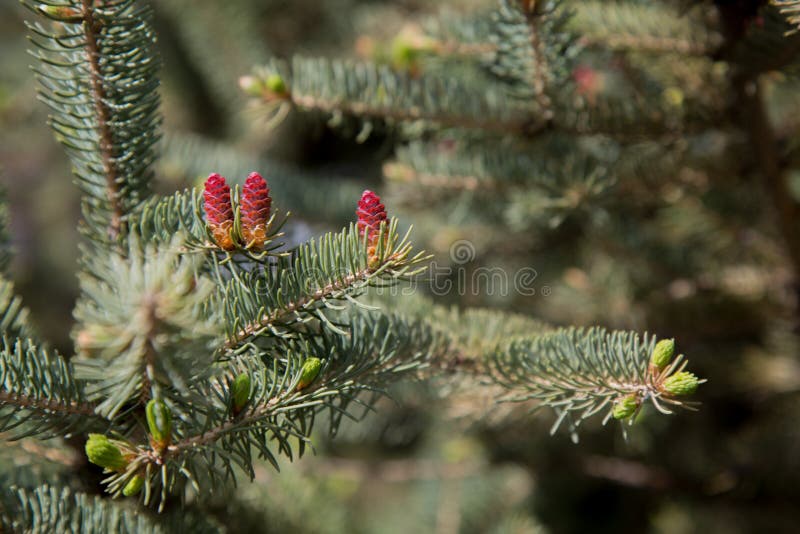Red Cones Needles Conifer Tree Background Stock Image - Image of grow ...