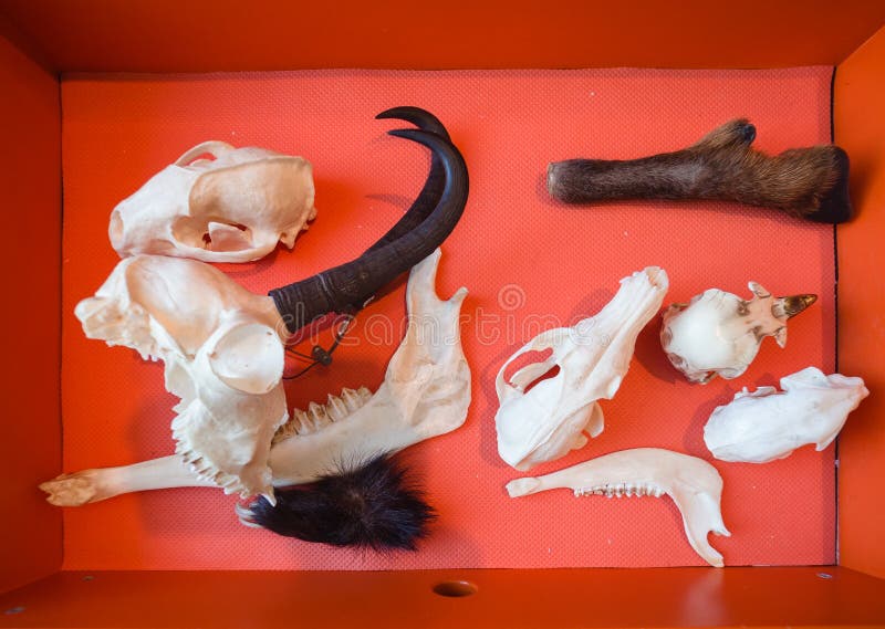 Red Container Inside with Horns and Bones of a Deer Exemplary Stock ...