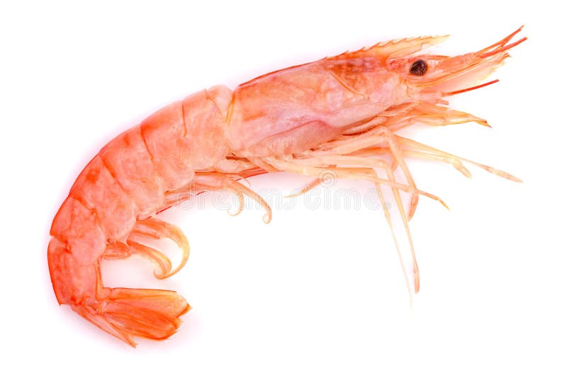 Red Cooked Prawn or Shrimp Isolated on White Background. Top View Stock ...