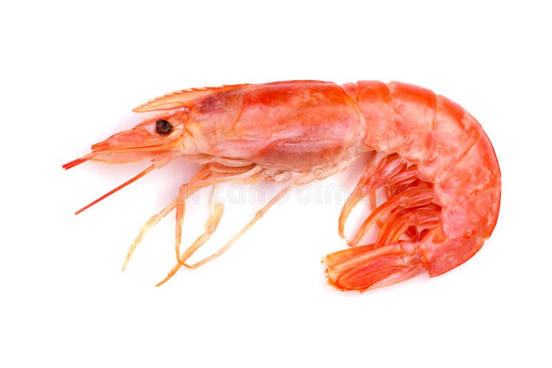 Red Cooked Prawn or Shrimp Isolated on White Background. Top View Stock ...