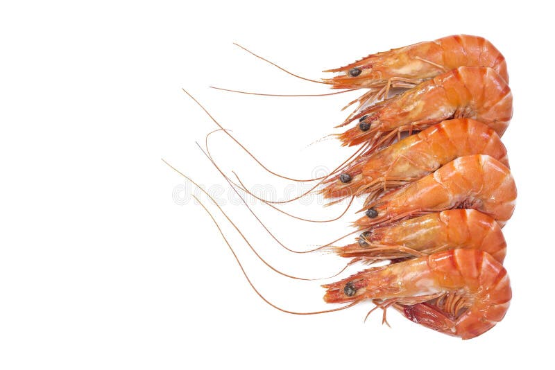 Red Cooked Prawn or Shrimp Prawns Aligned Right Side Isolated on White ...