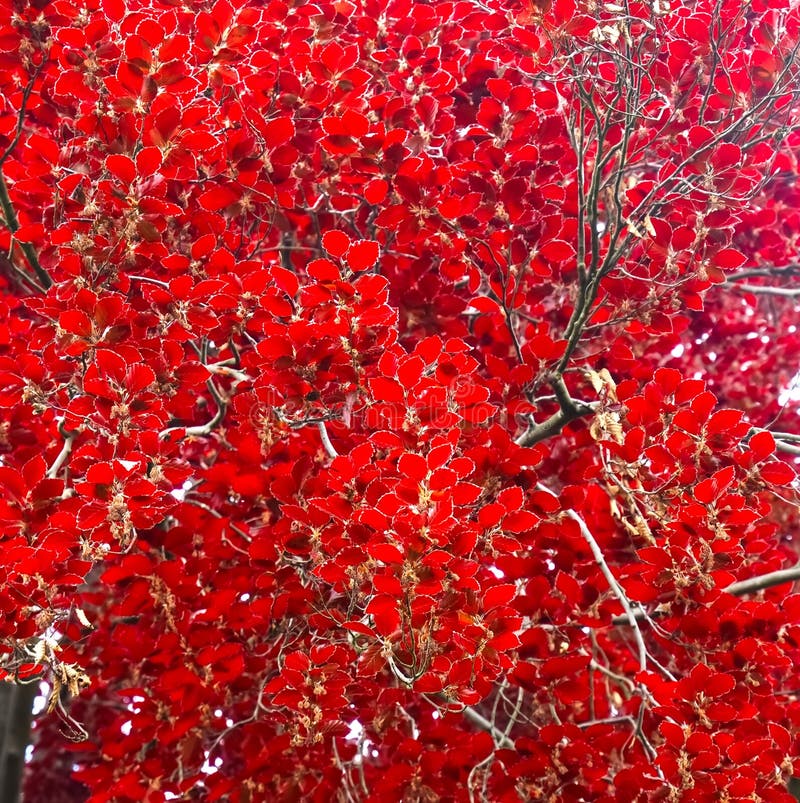 Beautiful Red Copper Breech Tree Sylvatica Forma Purpurea Stock Image ...