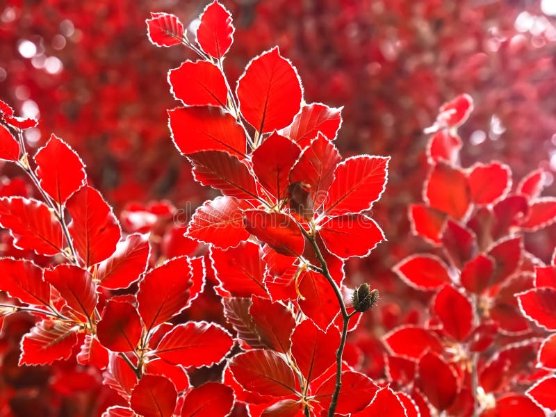 Beautiful Red Copper Breech Tree Sylvatica Forma Purpurea Stock Photo ...