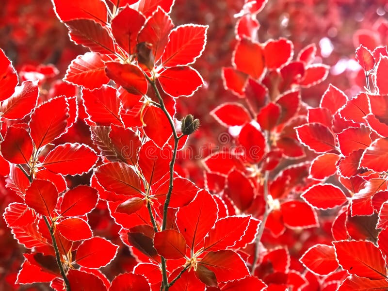 Beautiful Red Copper Breech Tree Sylvatica Forma Purpurea Stock Image ...