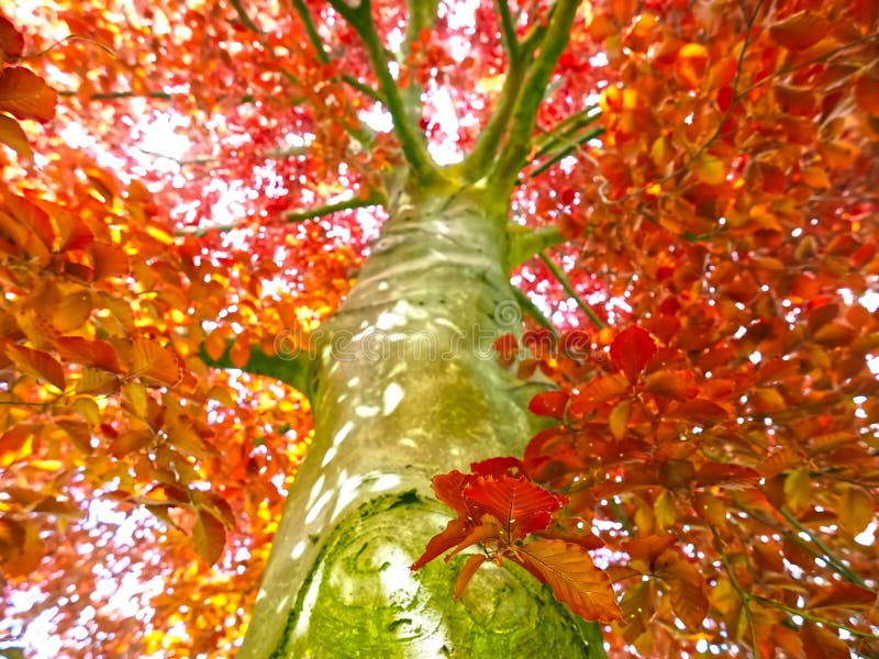 Beautiful Red Copper Breech Tree Sylvatica Forma Purpurea Stock Image ...