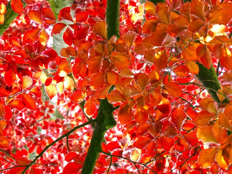 Beautiful Red Copper Breech Tree Sylvatica Forma Purpurea Stock Photo ...