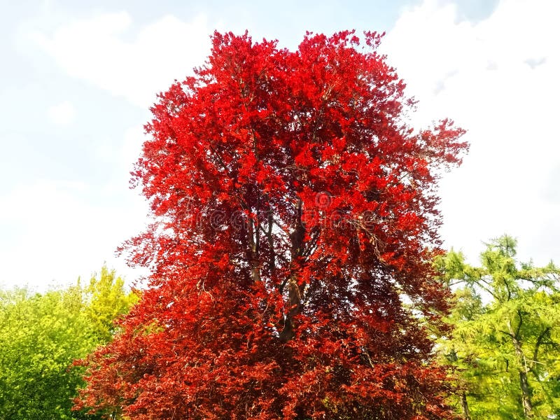 Beautiful Red Copper Breech Tree Sylvatica Forma Purpurea Stock Photo ...