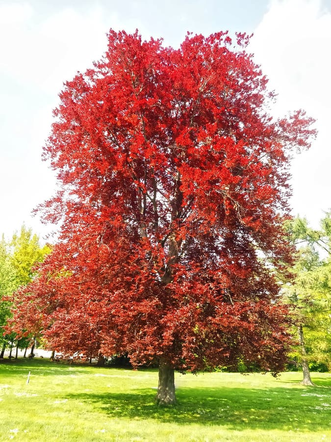 Beautiful Red Copper Breech Tree Sylvatica Forma Purpurea Stock Image ...