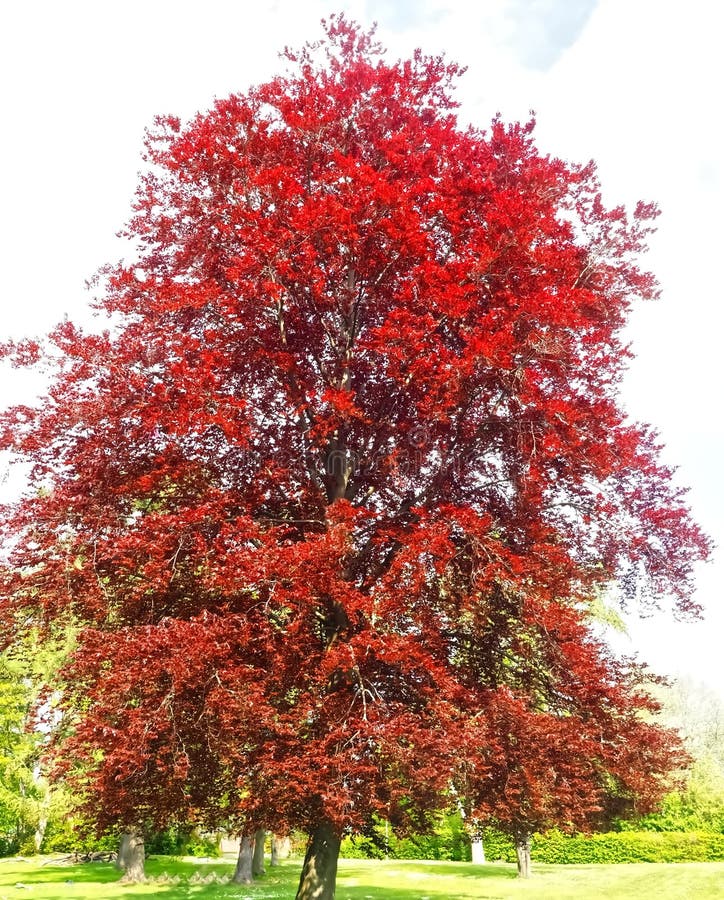Beautiful Red Copper Breech Tree Sylvatica Forma Purpurea Stock Image ...