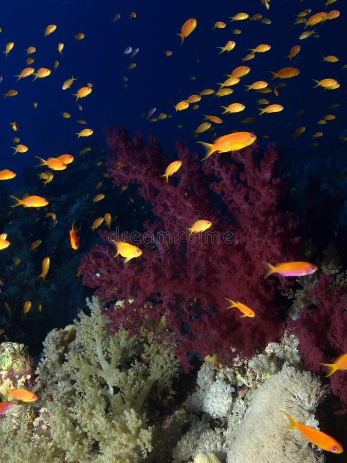 Red Coral stock image. Image of wall, marine, colorful - 12947633