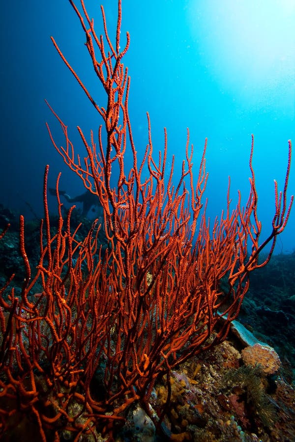 Red coral stock image. Image of bubbles, sunlight, coral - 17808359