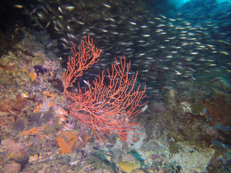 Red coral stock photo. Image of school, coral, swim, sipadan - 70970162