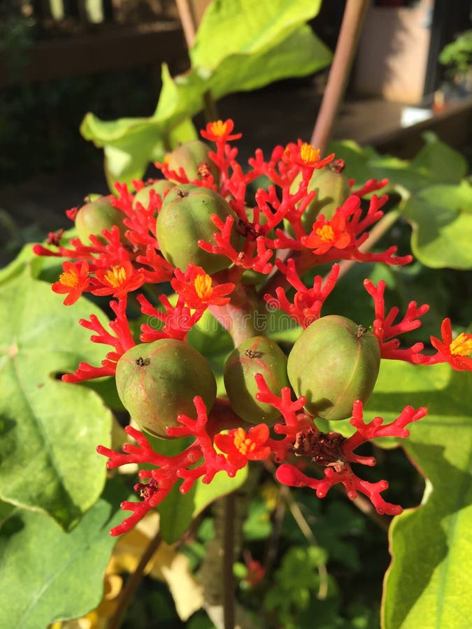 Red coral flower stock image. Image of coral, nature - 49812589