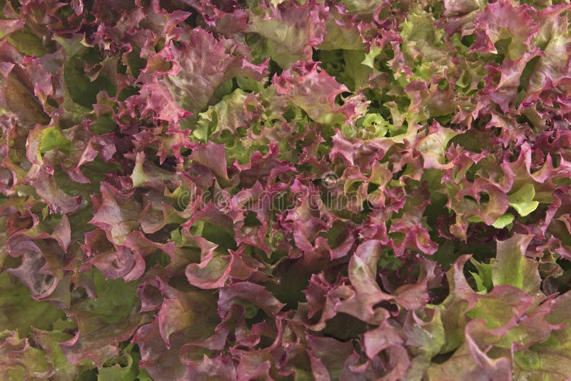 Red Coral Lettuce - Lola Rosa Stock Photo - Image of head, leaf: 71148004