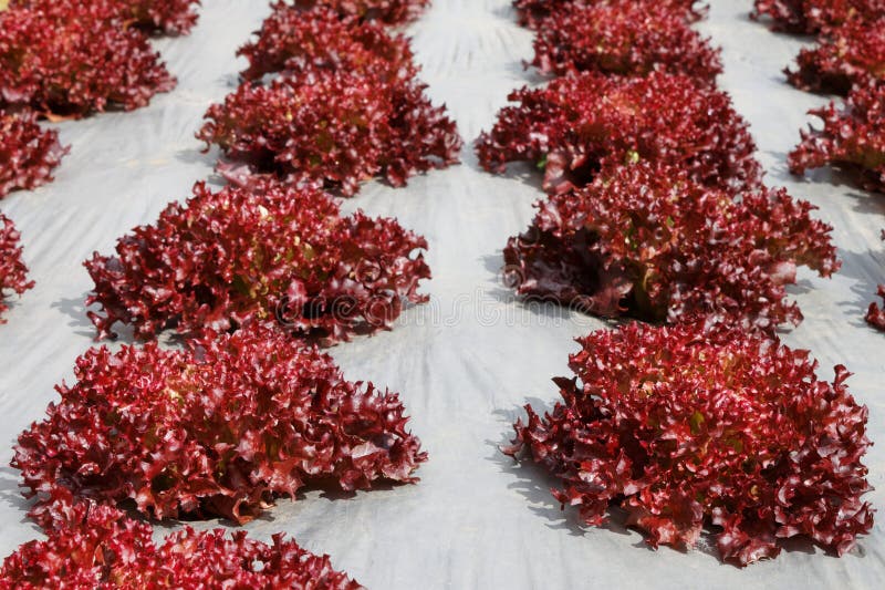 Red Coral Lettuce Planting in Organic Plantation Plot Stock Image ...