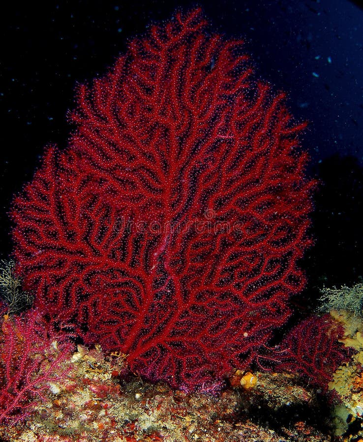 Red coral stock image. Image of diving, mollusc, flower - 77437079