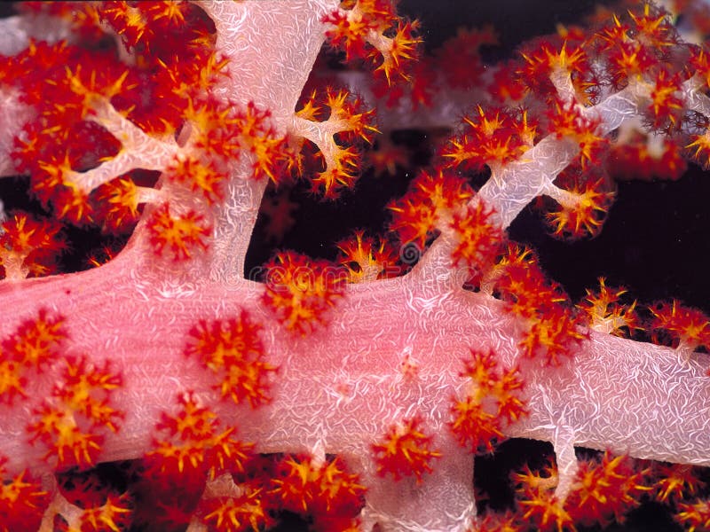 Red coral stock photo. Image of orange, coral, water - 36768236