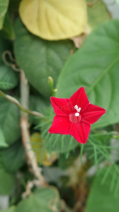 Red Coral plant flower stock image. Image of flower, park - 52372677