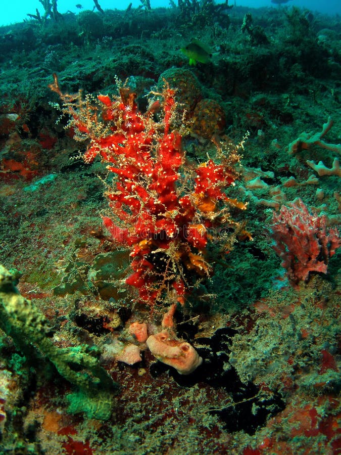 Red Coral Reef stock photo. Image of water, diver, scuba - 12355068