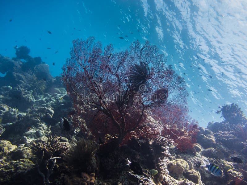 Red coral on the reef stock photo. Image of crystal, boat - 89008134