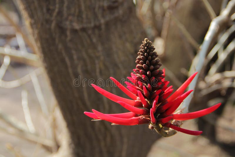 Beautiful Red Flower of a Coral Tree. Stock Image - Image of spring ...
