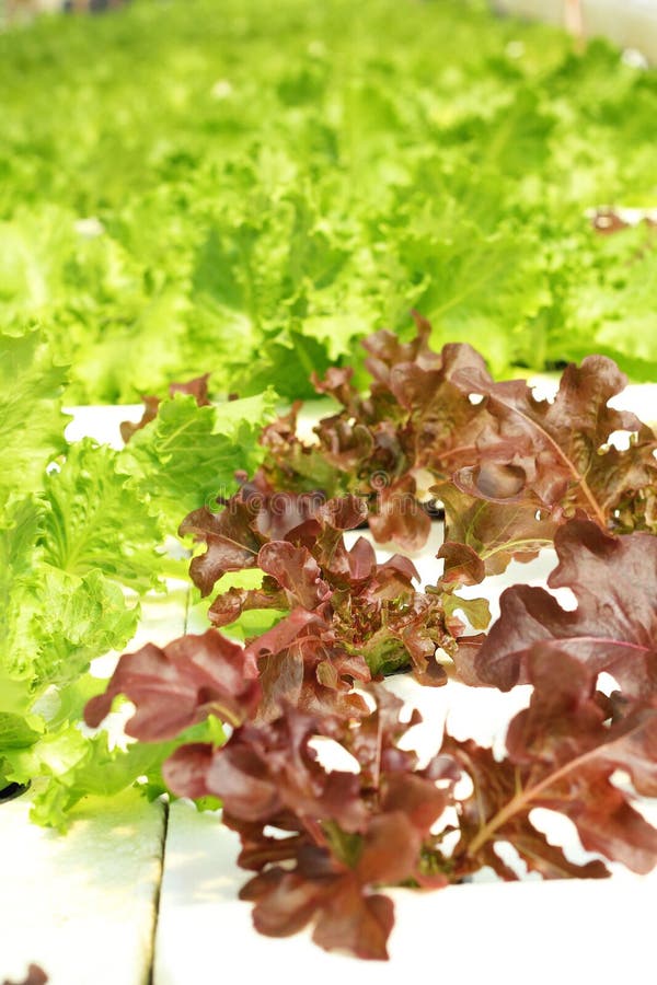 Red Coral Vegetable in Hydroponic Farm Stock Photo - Image of health ...