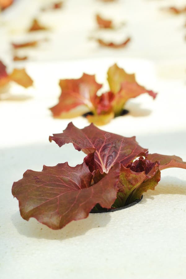 Red Coral Vegetable In Hydroponic Farm Stock Photo - Image of farm ...